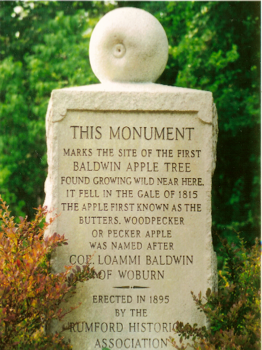 Historical Town Trees – Wilmington Memorial Library
